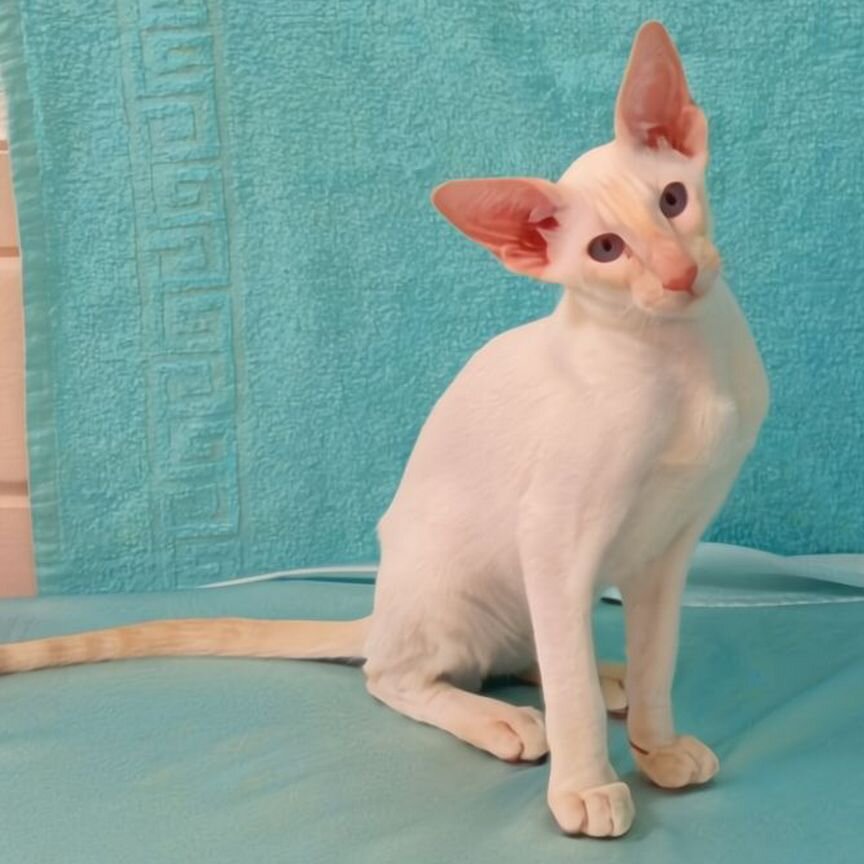 Ориентальный котёнок