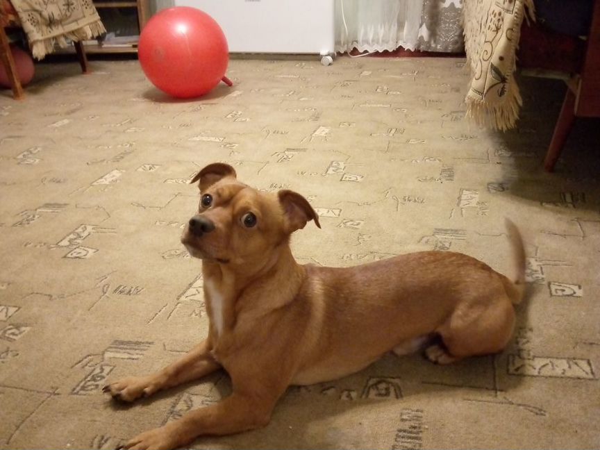 Собака в добрые руки