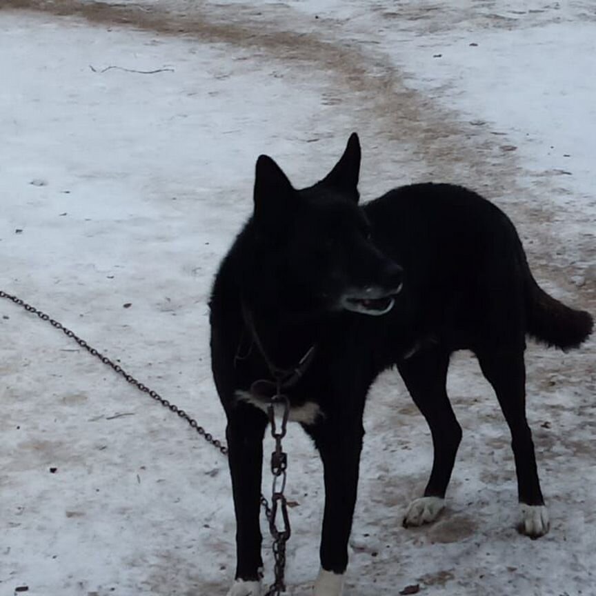 Собака в добрые руки отдам бесплатно