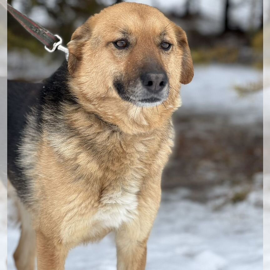 В добрые руки