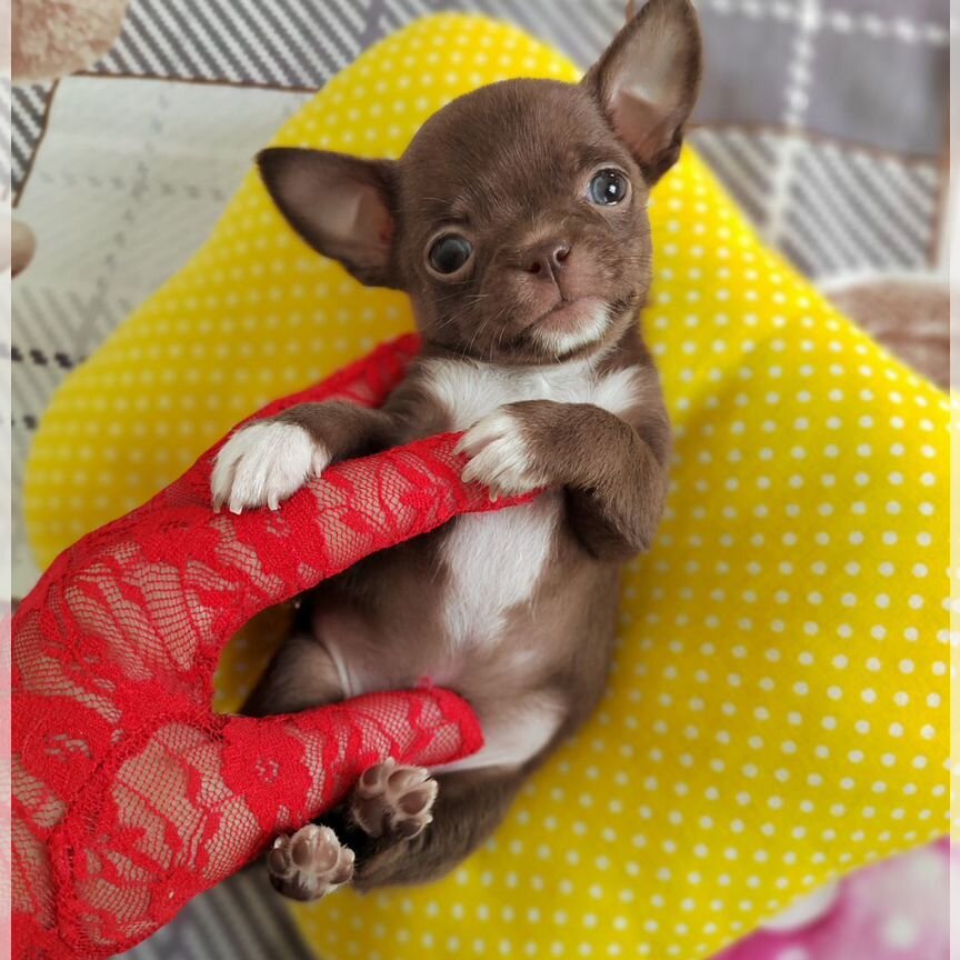 Шоколадный мини малыш чихуахуа