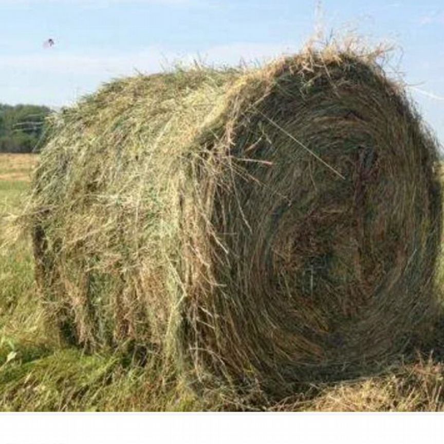 Продам сено в тюках