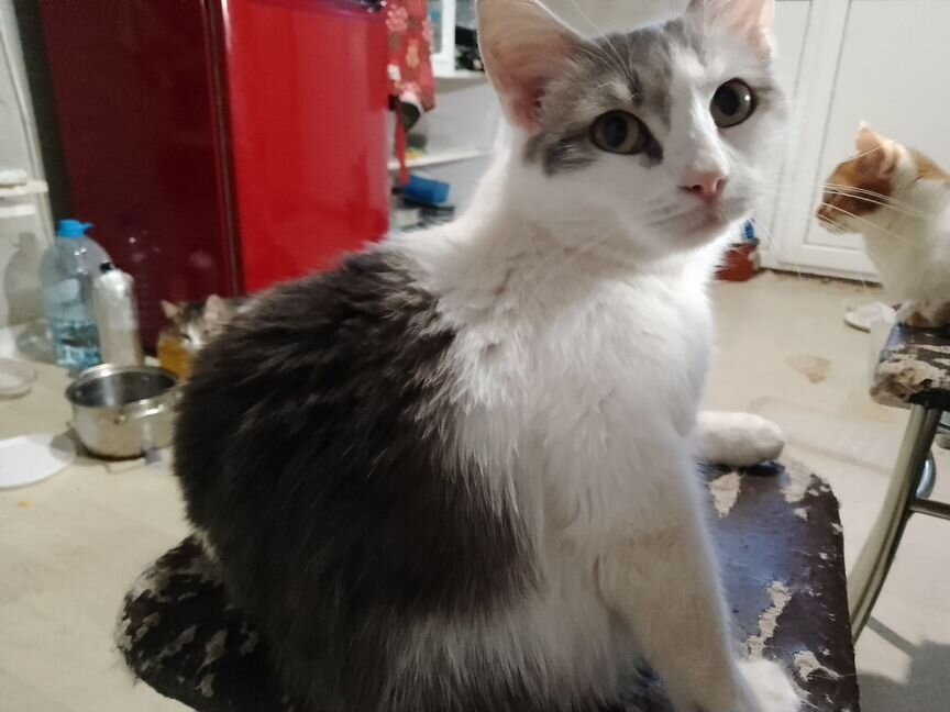 Котик Симба ищет дом