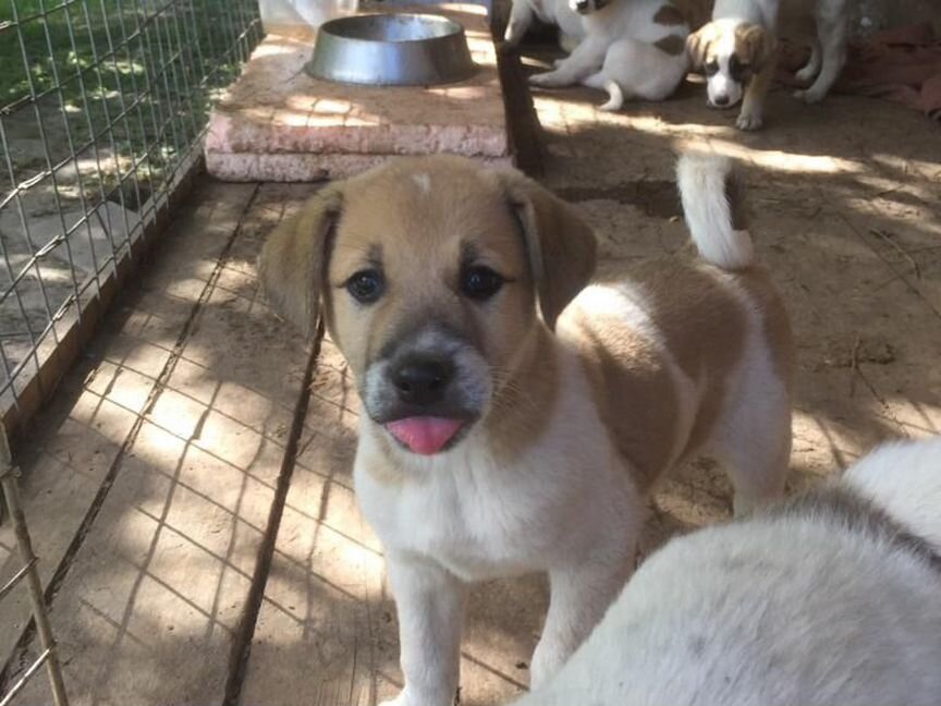 Щенки бесплатно