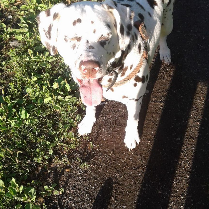 Взрослая собака далматин