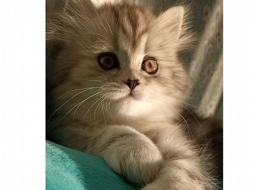 Шотландская пушинка