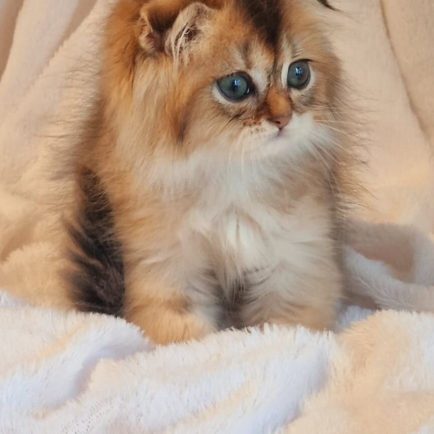 Домовёнок Кузя в золотом окрасе