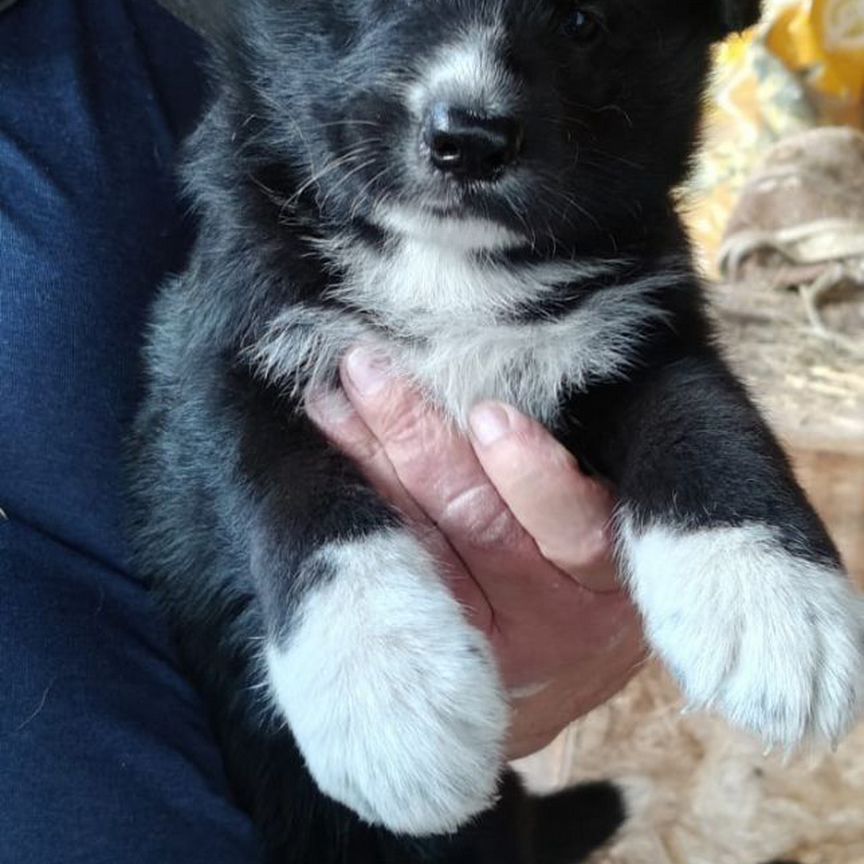 Продам щенков руско европейской лайки