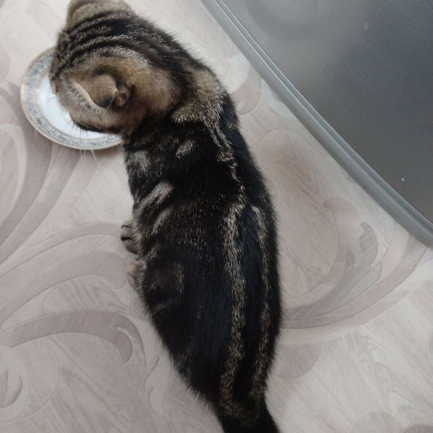 Котики
