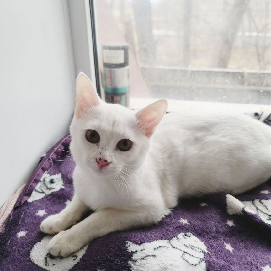 Белоснежный котик Айс