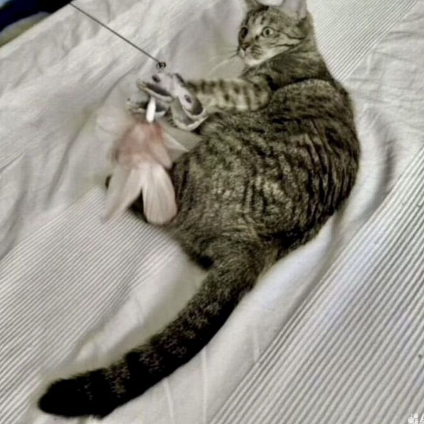 Взрослая, Девочка кошка в добрые руки