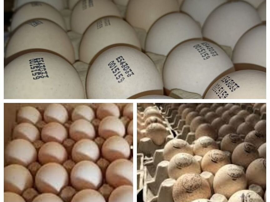 Инкубационное яйцо бройлер Арбор и несушка