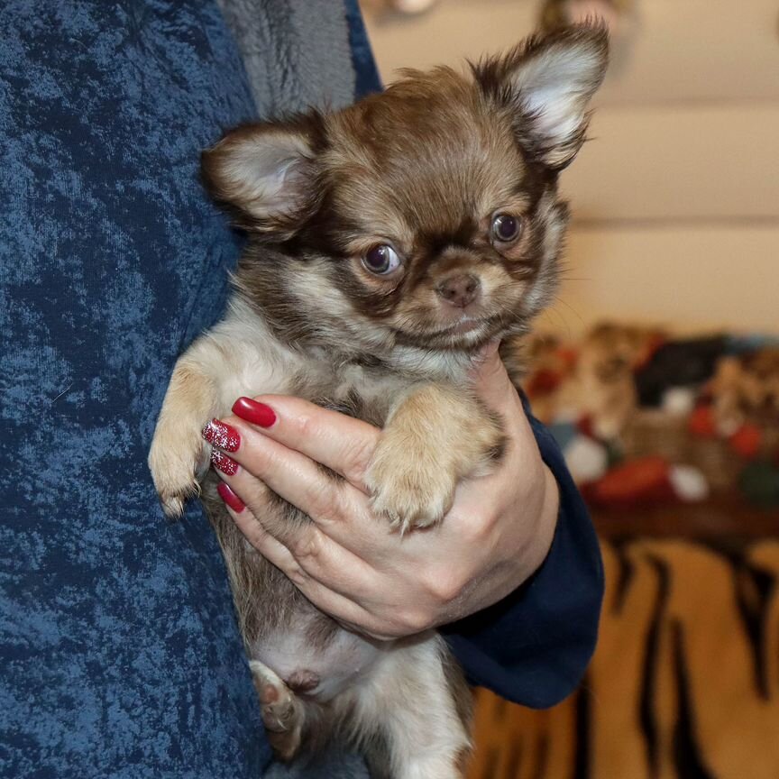 Чихуахуа, щенок