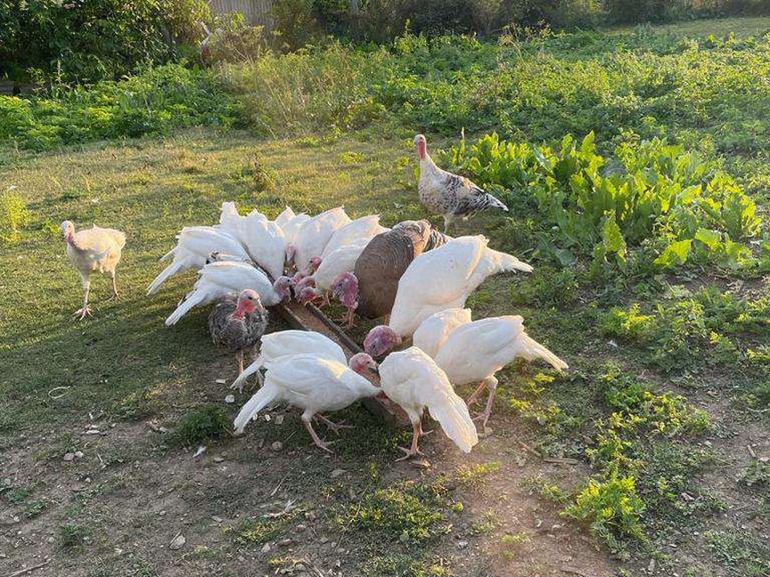 Индюки домашние