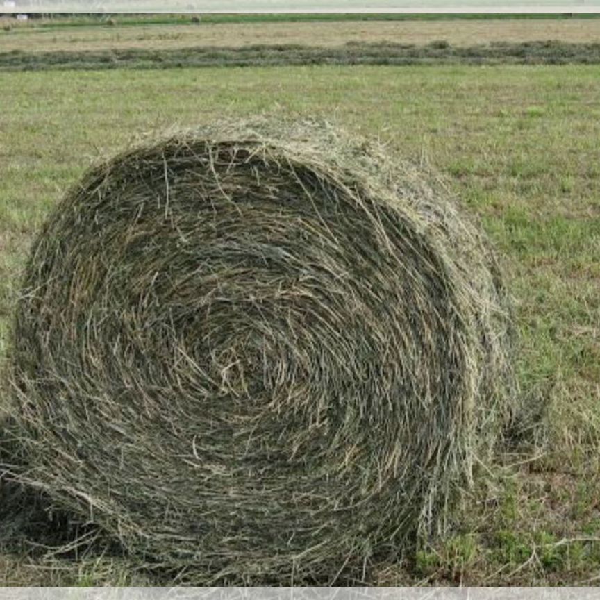 Продам сено в рулонах