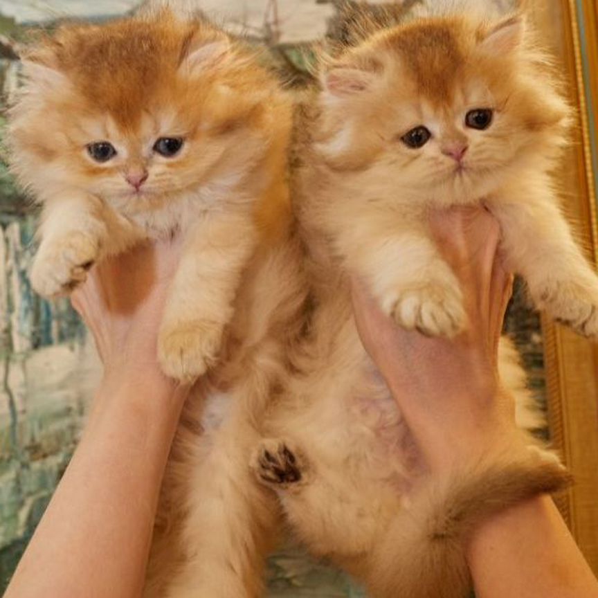 Элитные котята золотая шиншилла