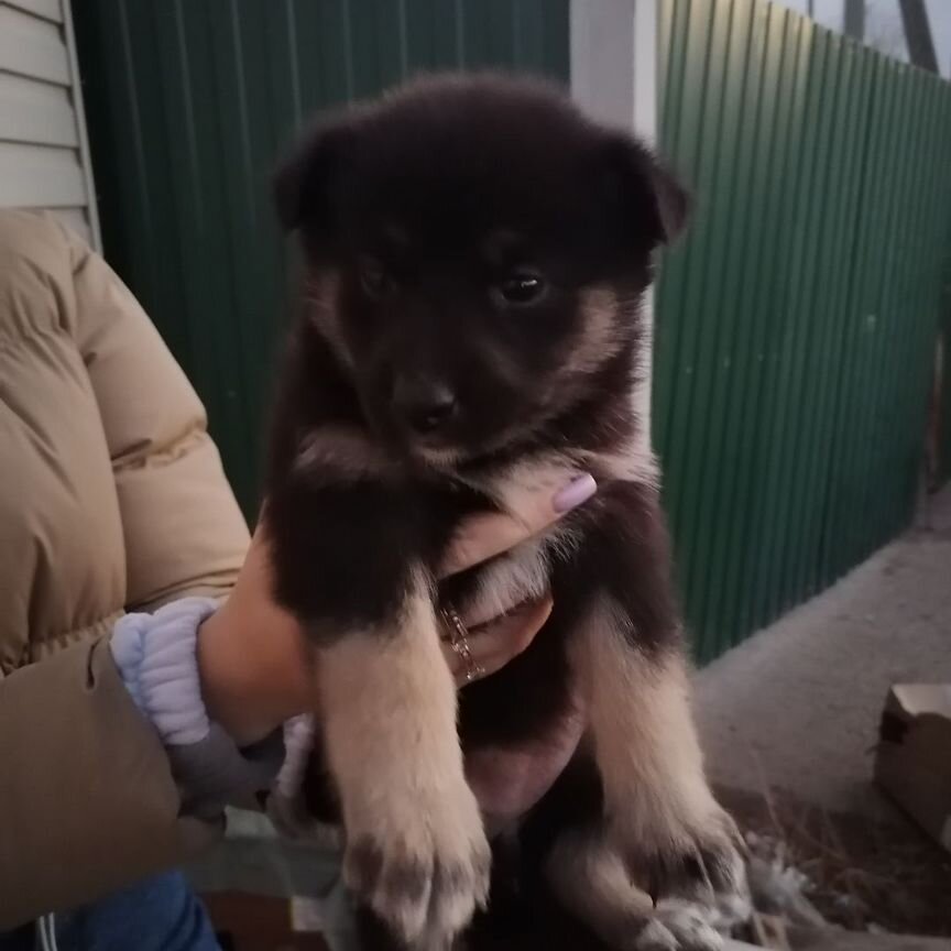 Щенята в добрые руки