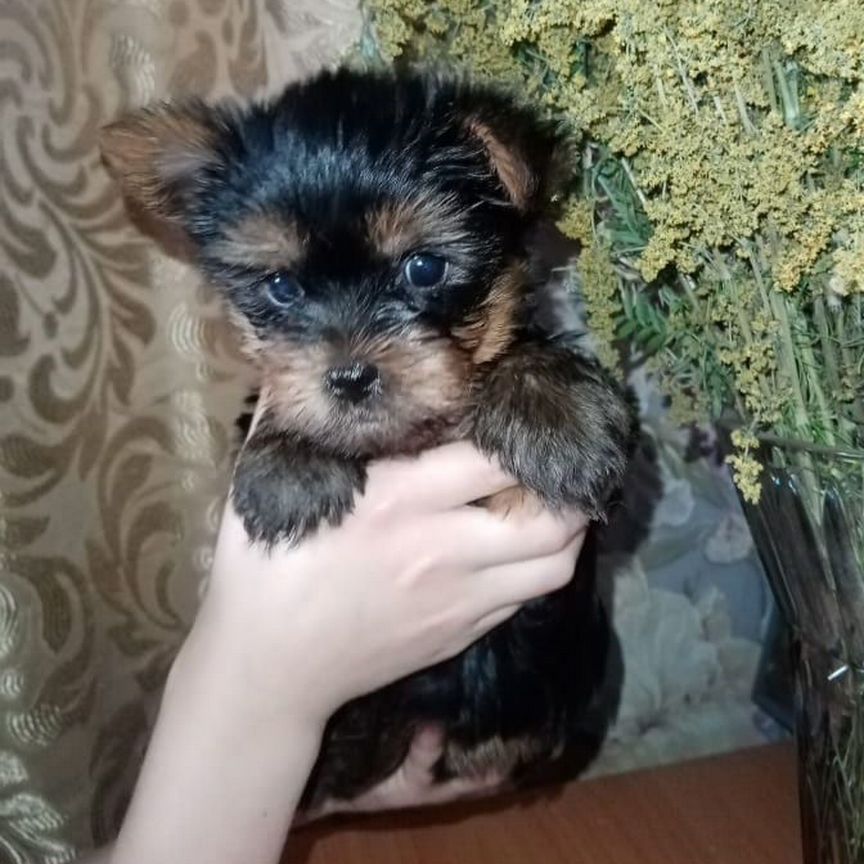 Йоркширский терьер щенок