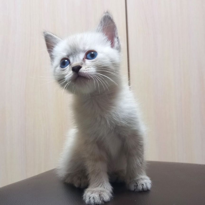 Котята ищут свой дом