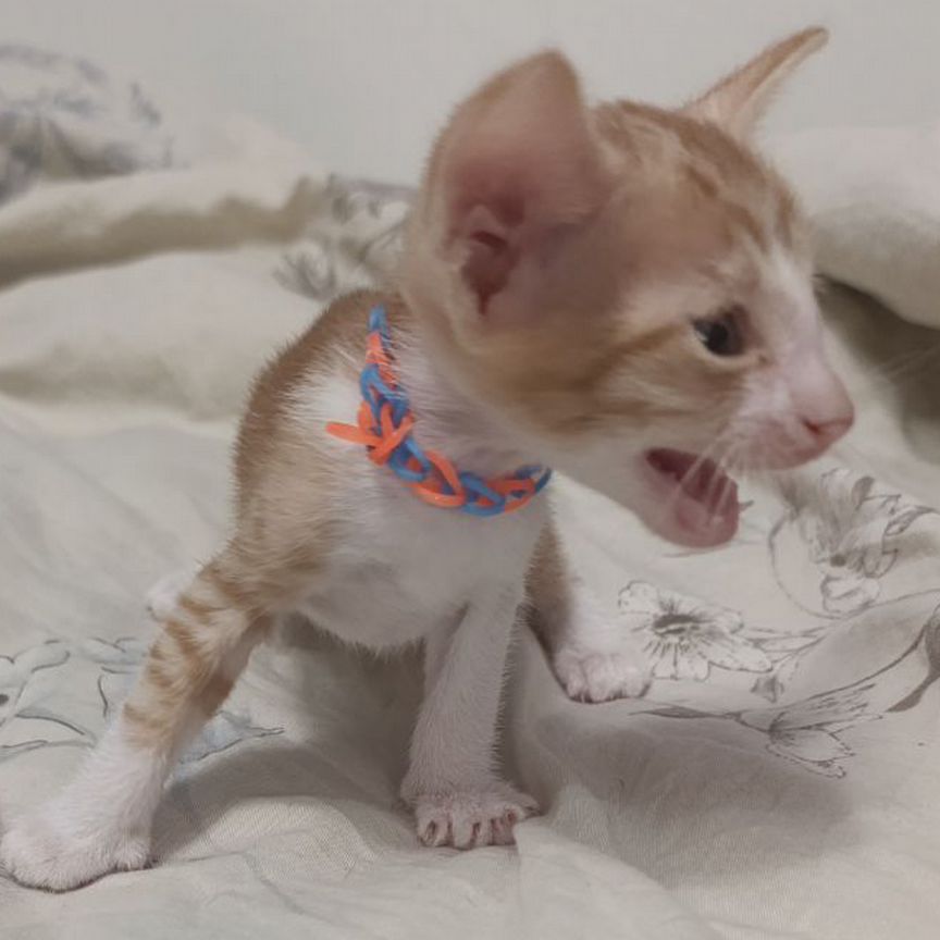 Ориентальный котёнок