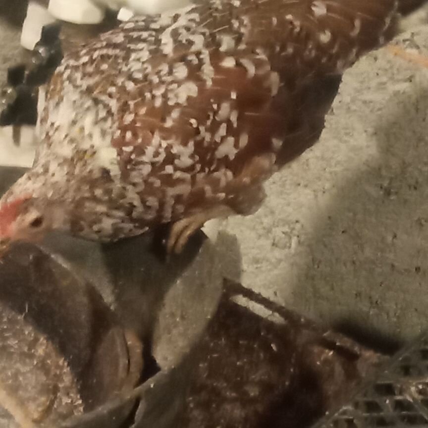 Куры декоративные