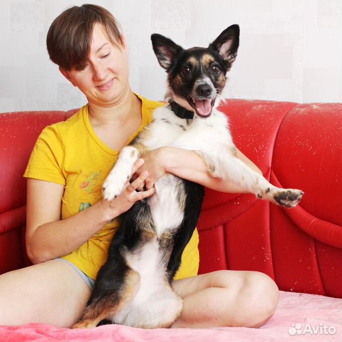 Маленькая, домашняя собачка Эля-11 кг любви, в дар