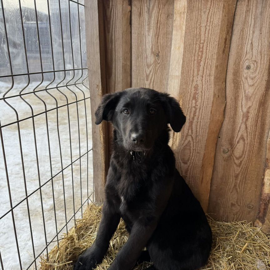 Щенок в добрые руки