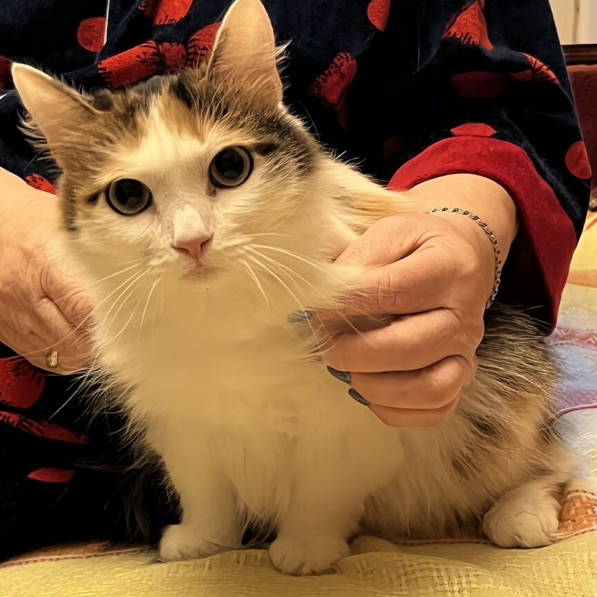 Взрослая кошка в добрые руки