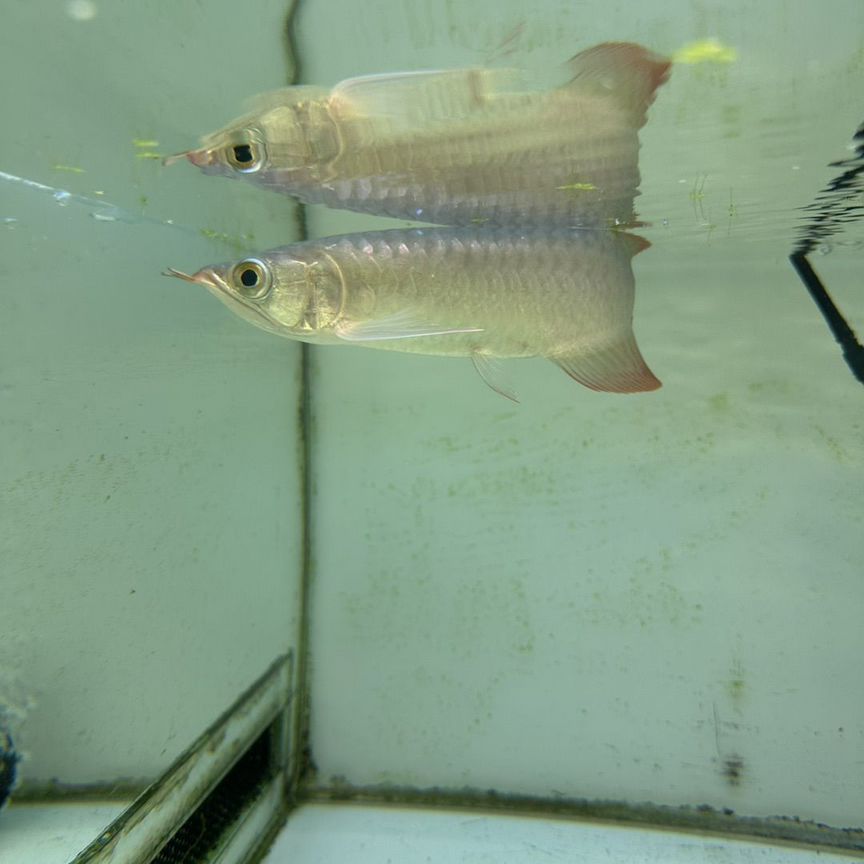 Арована Красная (chill super RED )