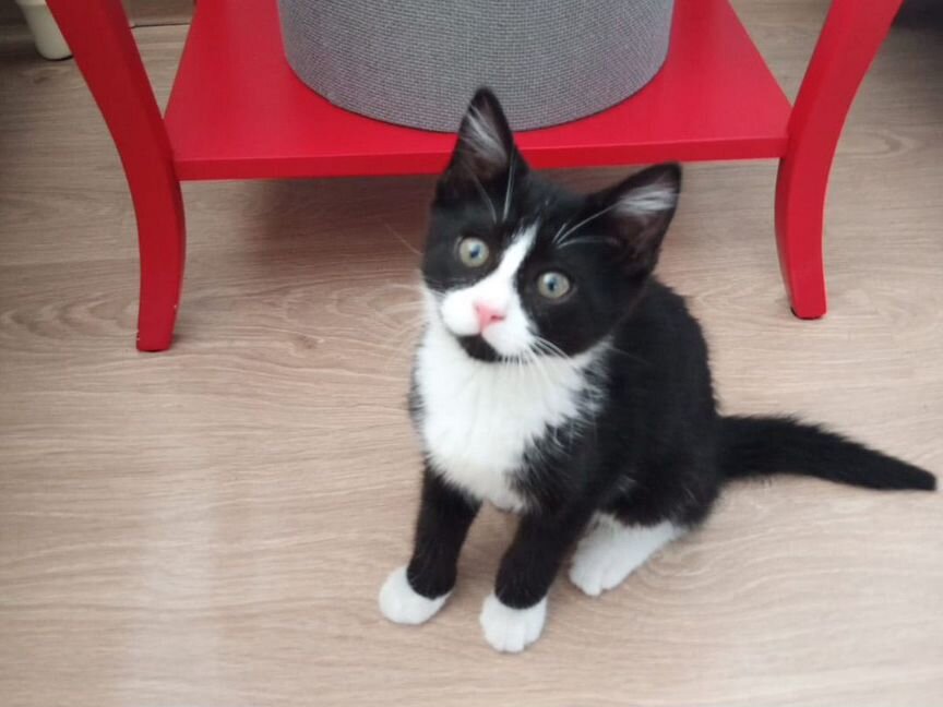 Котенок Лея