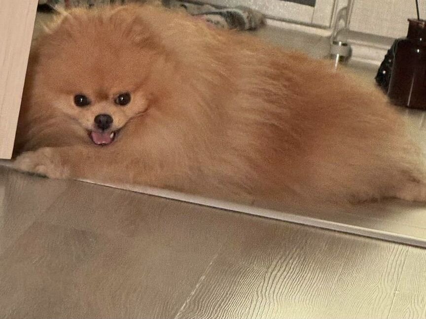 Померанский шпиц