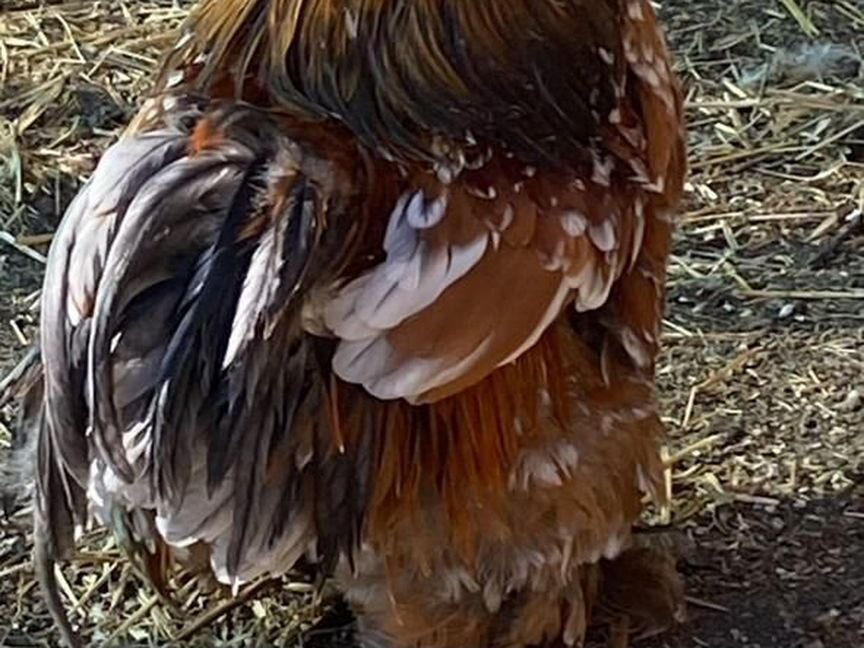 Петухи породы кох гамбурский доминантный