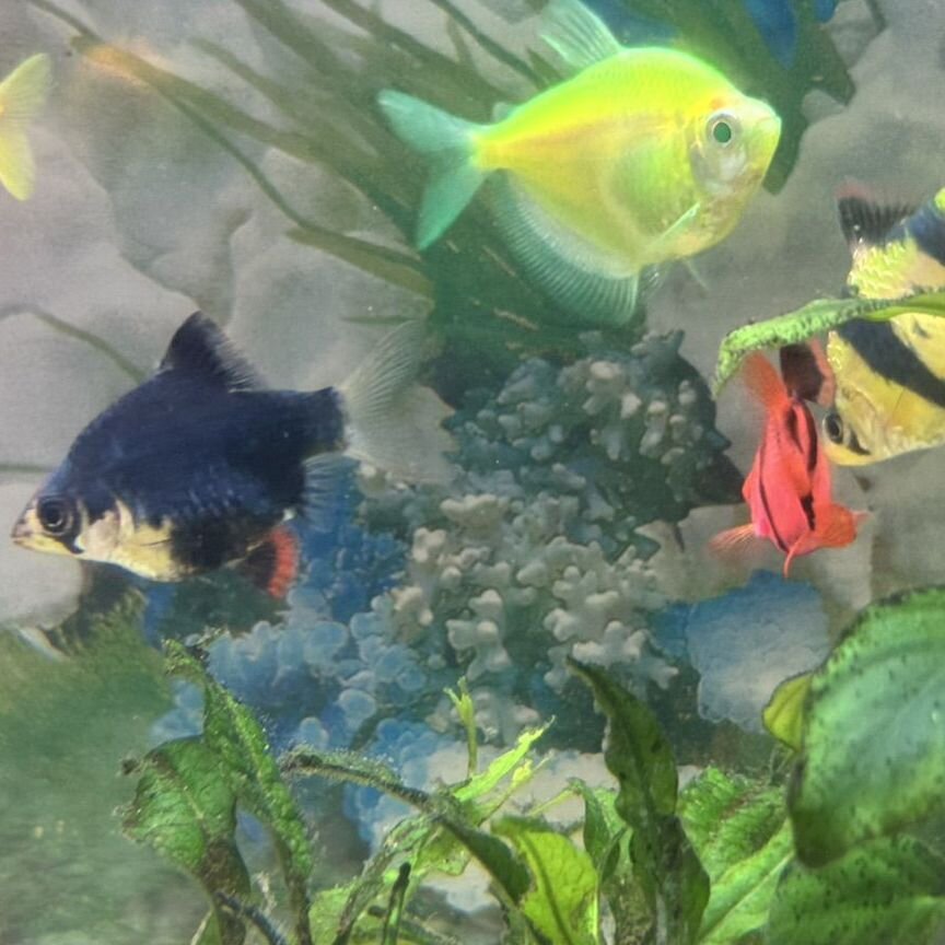 Рыбки барбусы