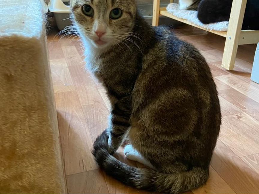 Котик на время