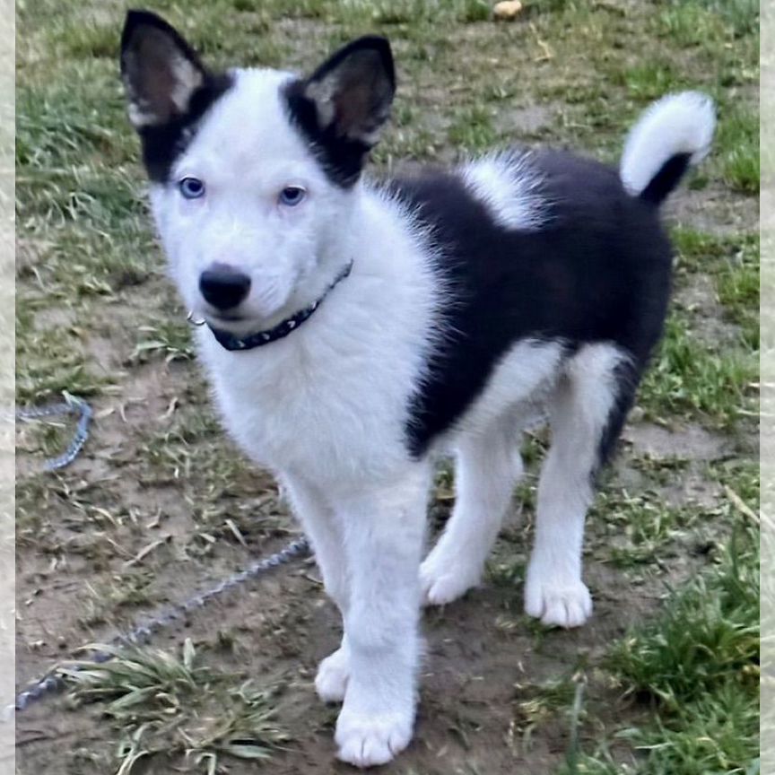 Якутская лайка, щенок