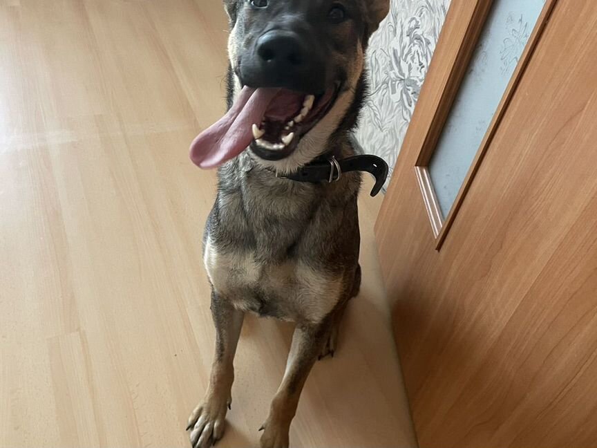 Бельгийская овчарка