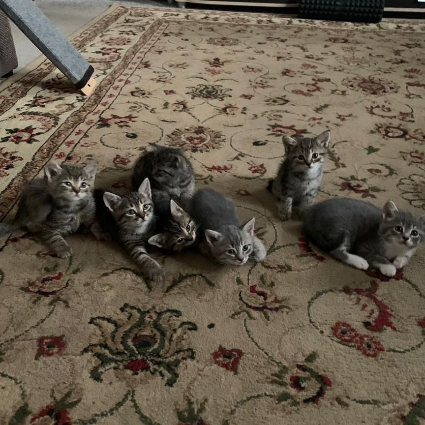 Котёнок в добрые руки