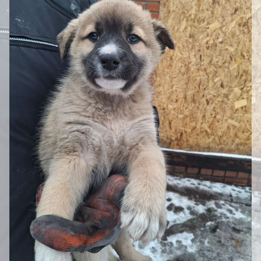 Щенок в добрые руки