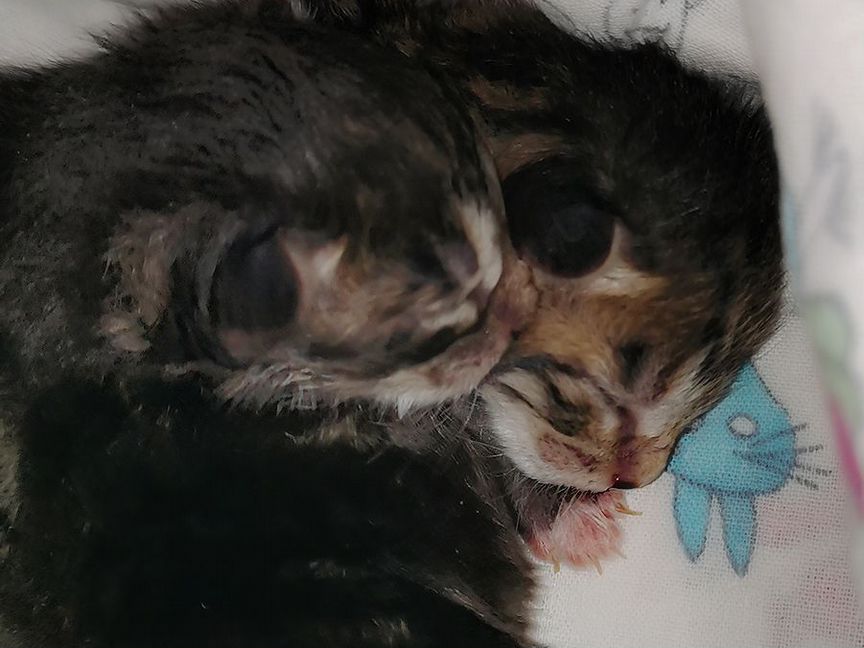 Кошка в дар бесплатно