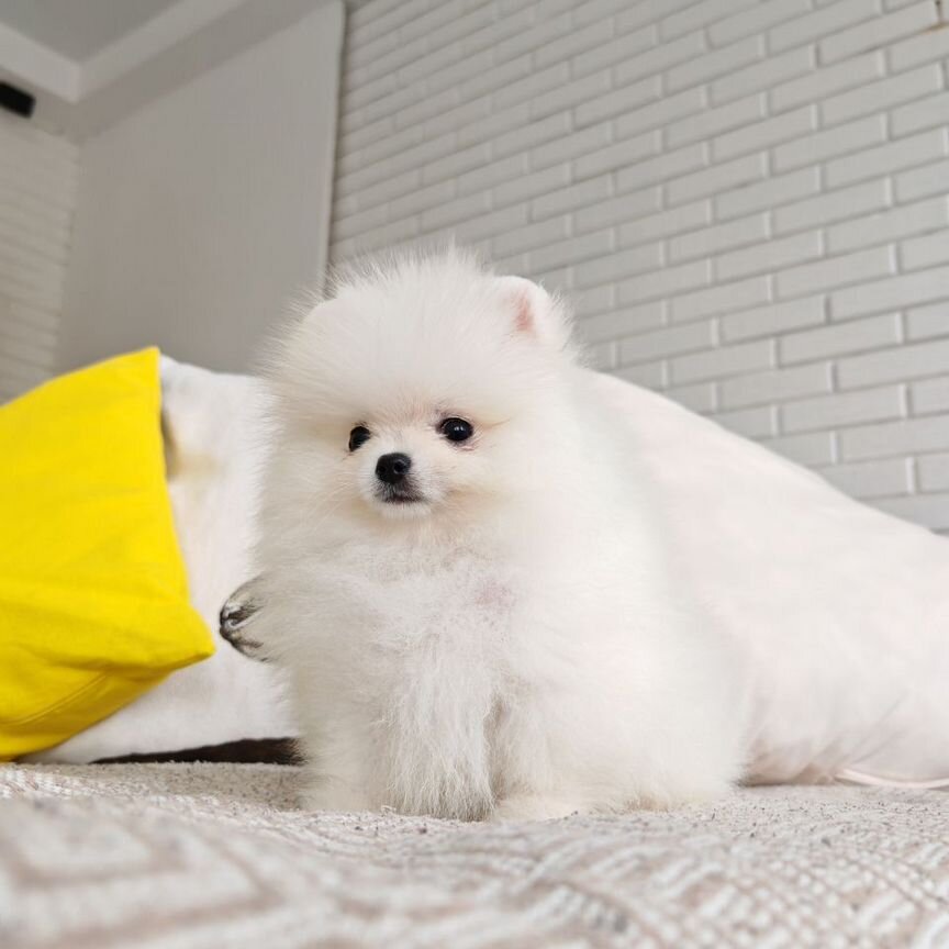 Померанский шпиц мини мальчик