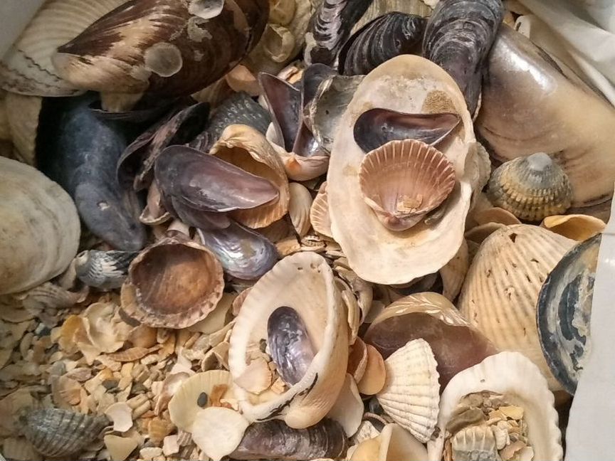 Ракушки Азовского моря в аквариум