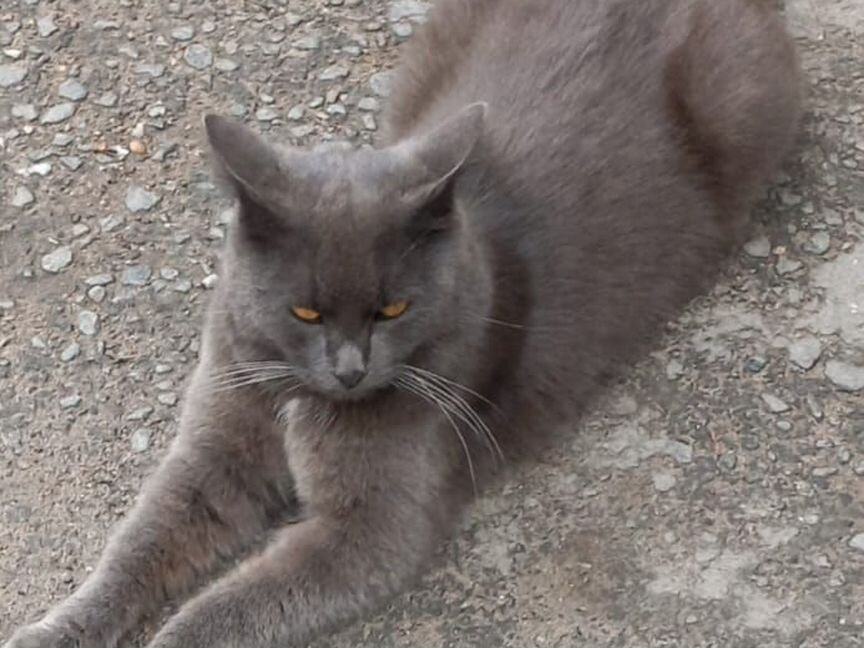Кот пепельного цвета