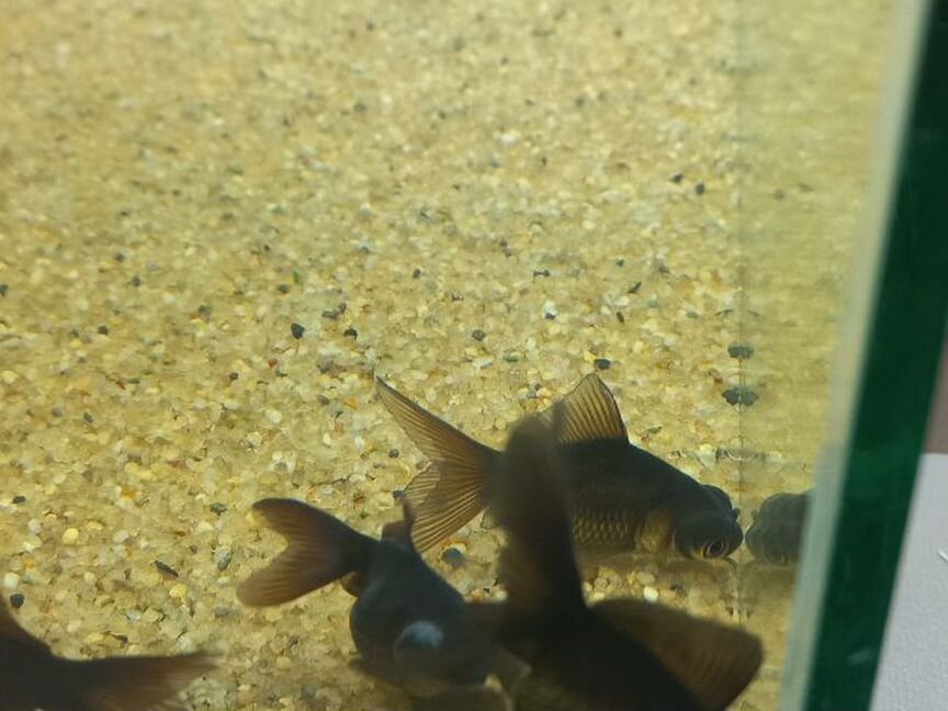 Золотые рыбки и телескопы