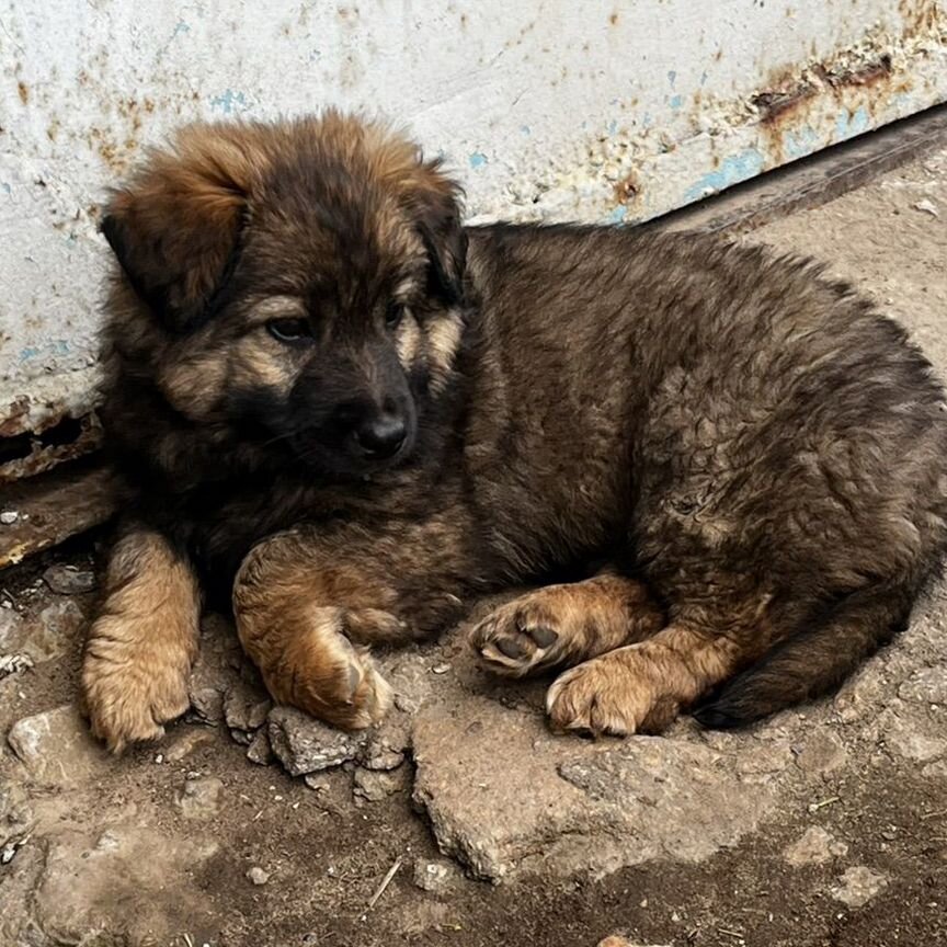 Кавказская овчарка, щенок