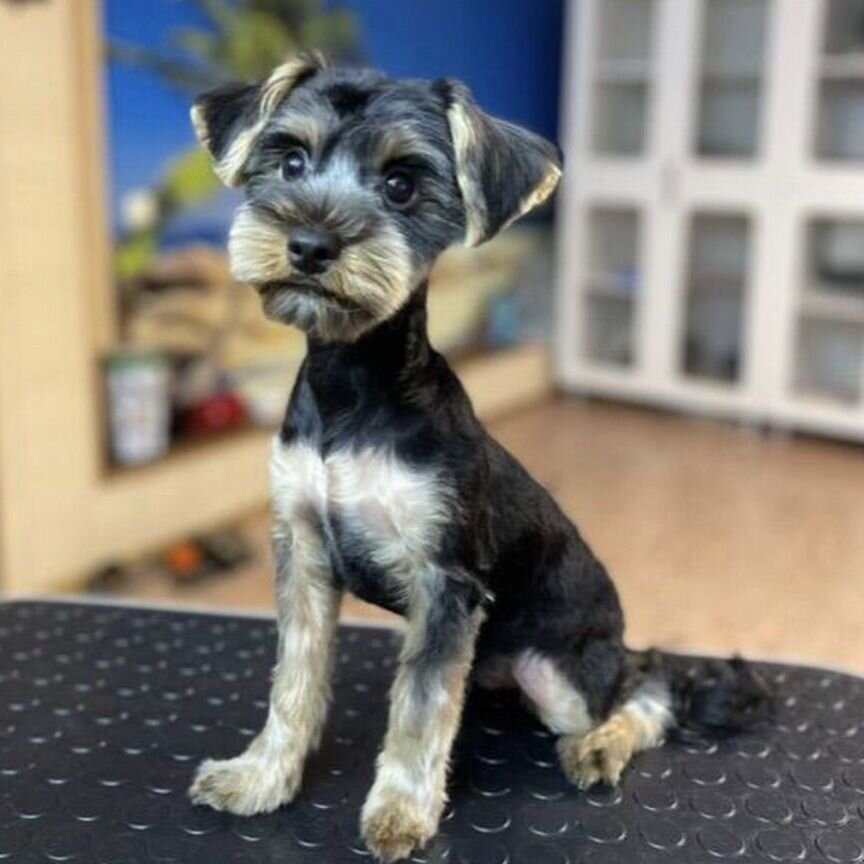 Йоркширский терьер