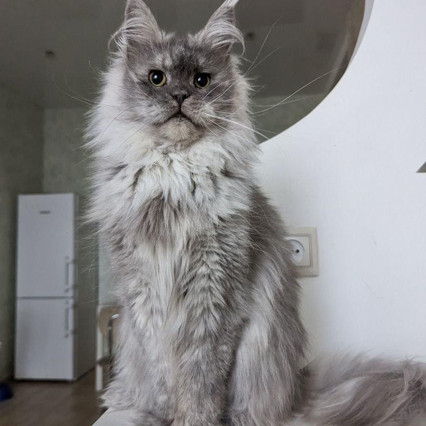 Полидакт голубой дым девочка