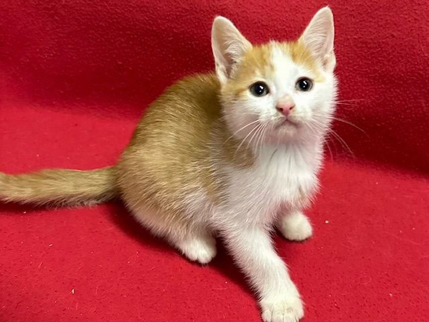 Котенок мальчик рыже-белый в добрые руки