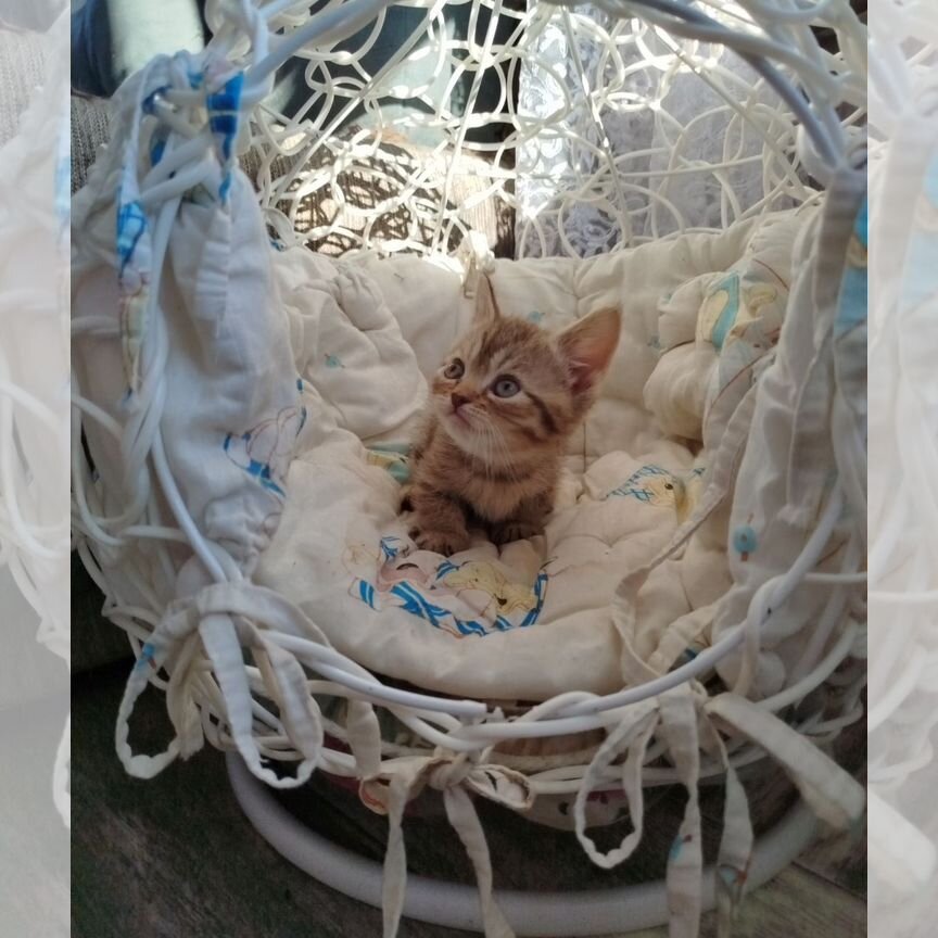 Манчкин котёнок