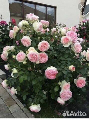 Плетистая роза «Пьер де Ронсар» купить в Краснодаре | Товары для дома и ...