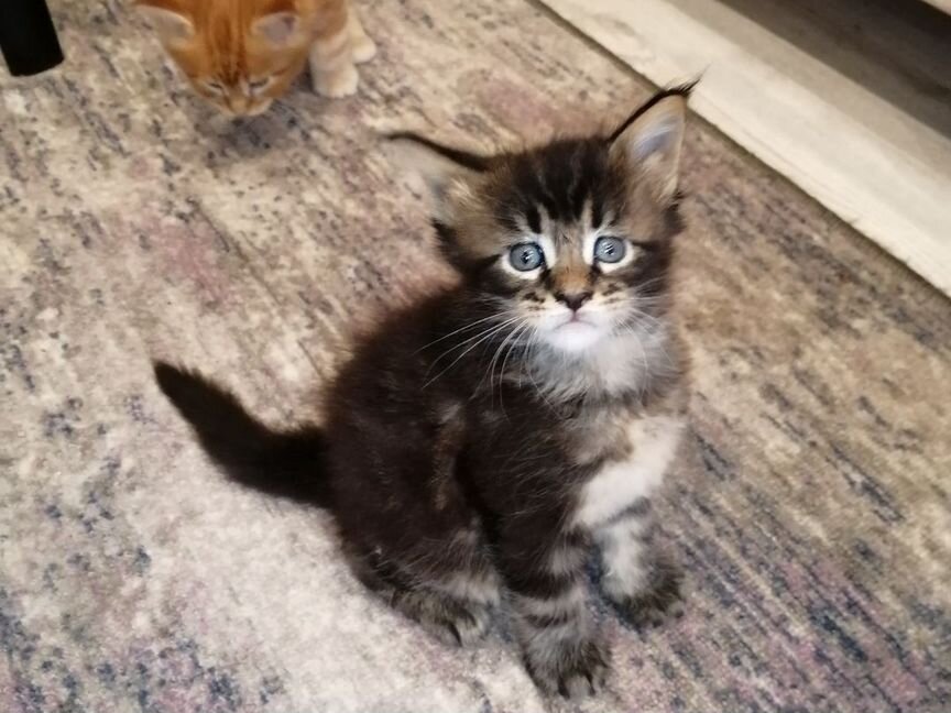 Котята мейн-кун